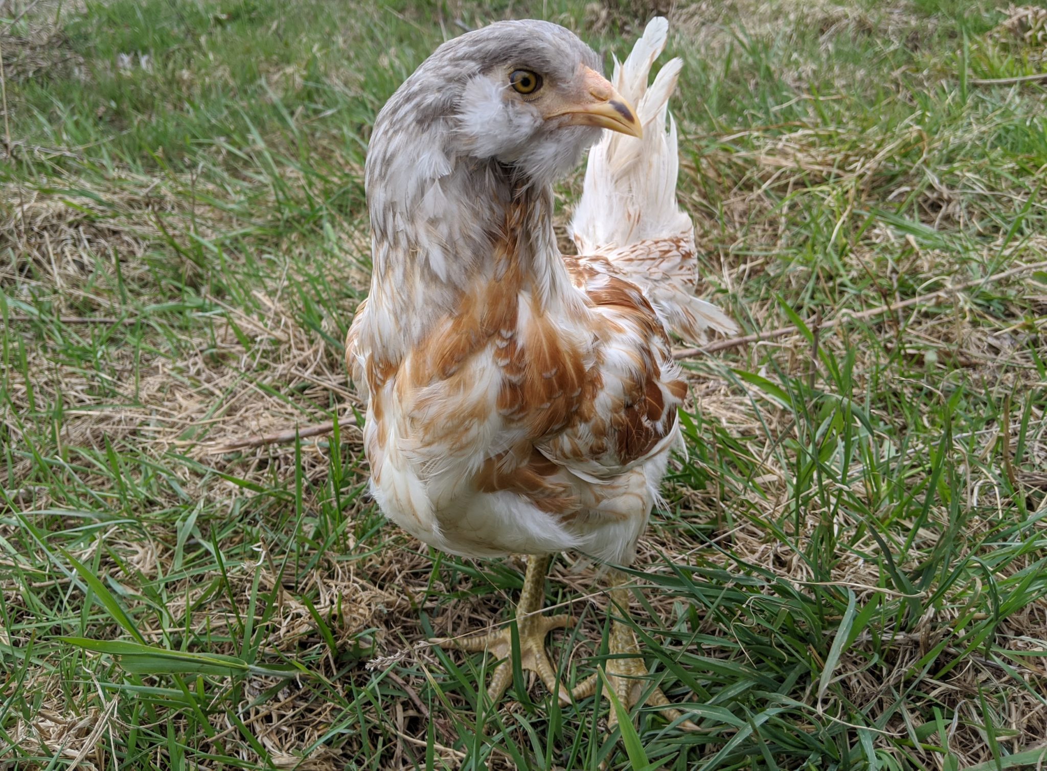 Farm Store - Snowy Brook Farm