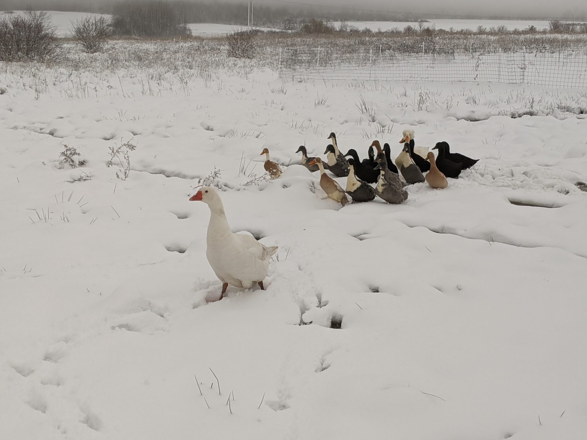 Farm Store - Snowy Brook Farm