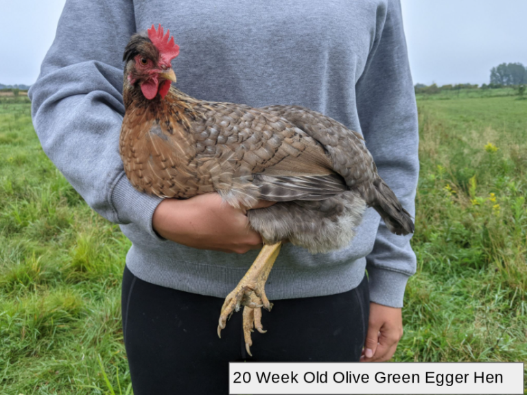 Ready-to-Lay Pullets - Snowy Brook Farm